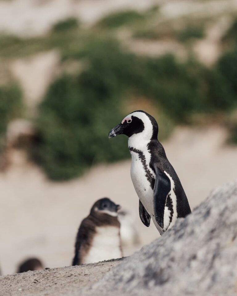 St Kilda Penguins | Viewing Information | St Kilda Penguins
