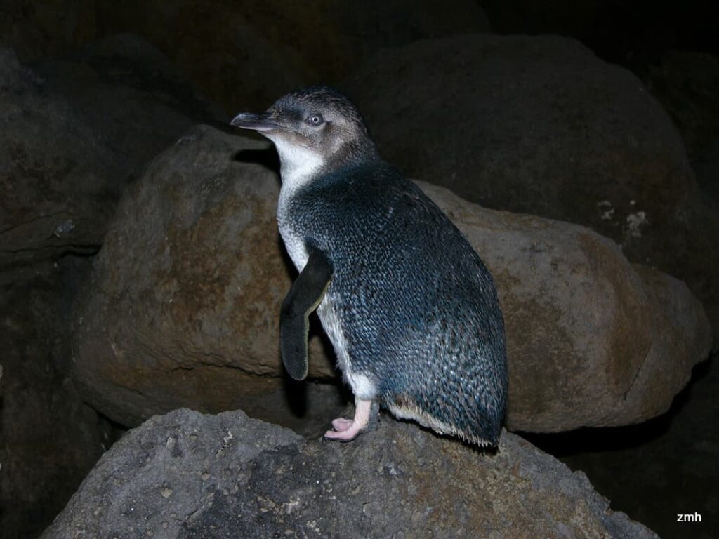 St Kilda Penguins | Viewing Information | St Kilda Penguins